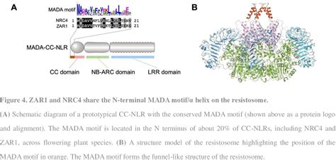 Figure 1 From Nlr Receptor Networks In Plants Semantic Scholar