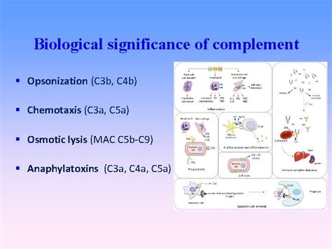 8 Complement Pathways Of Activation Biological Significance 9