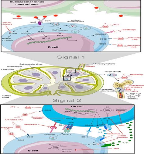 Effect Of Immunosuppressive Drugs On Humoral Allosensitizati Journal Of The American