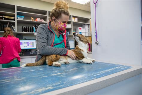 Bluepearl Pet Hospital Urgent Care Sandy Springs Ga