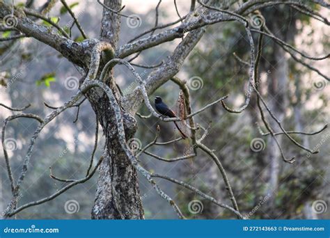 Beautiful Scenery Of Cookoo Bird Sitting On A Tree Stock Image Image