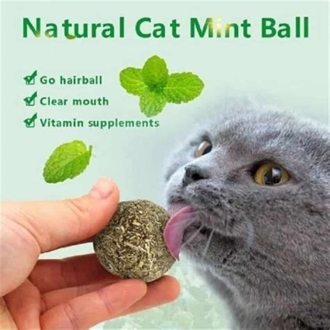 Cat Mint Dr Sanaa Vet Clinic