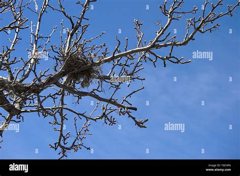 Bird Nest In Tree Branch With Blue Sky Background Stock Photo Alamy