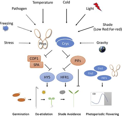 Figure 2 From Plant Photoreceptors Multi Functional Sensory Proteins