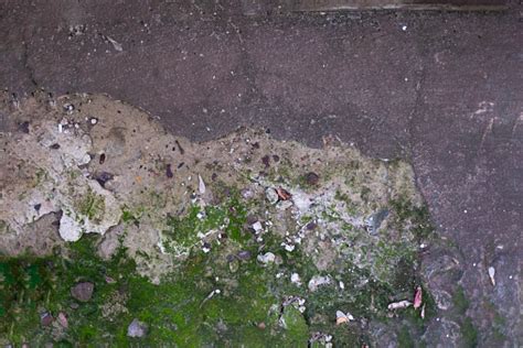 아스팔트를 통해 자라는 이끼는 버려졌습니다 젖은 아스팔트 또는 콘크리트에 습기에서 이른 봄에 성장 하는 녹색 이끼 0명에 대한 스톡 사진 및 기타 이미지 Istock