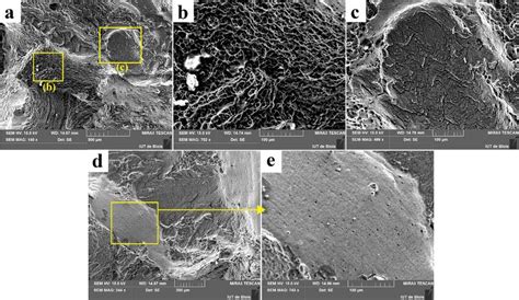Sem Observations Of The Fracture Surface For A5 Sample A B And C Download Scientific