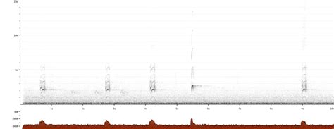 Marbled Godwit Limosa Fedoa Xeno Canto