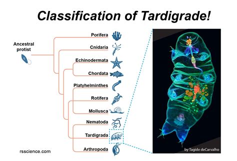 What Are Tardigrades Water Bears Extreme Conditions Survivor
