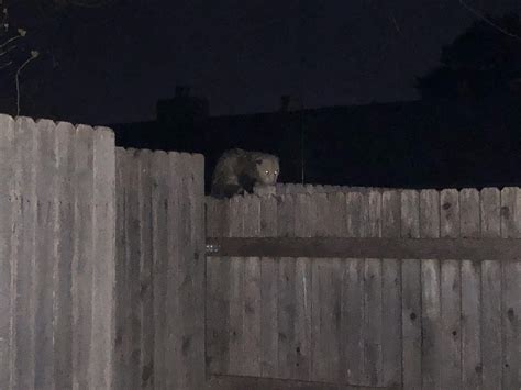 can anyone help retrieve my new cat r pics