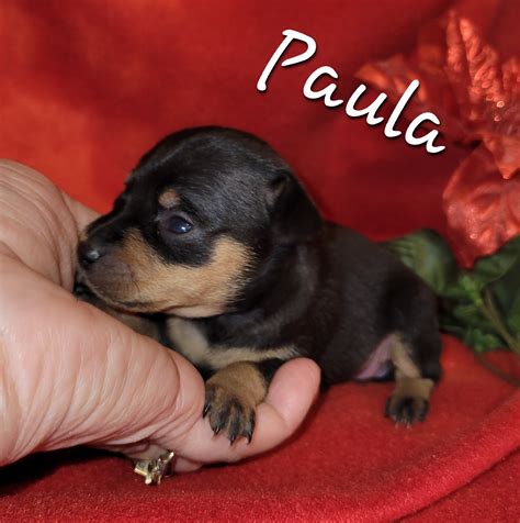 Miniature Pinscher Min Pin Puppies For Sale