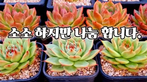 예쁜다육토스카넬리 샤롯나눔에참여합니다댓글 해주세요💓💓 Youtube