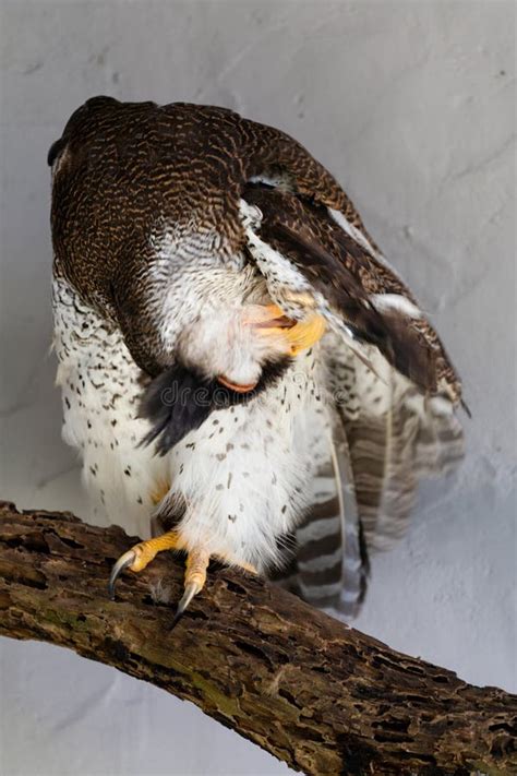 Barred Eagle Owl Bubo Sumatranus A Majestic Bird Of Prey Native To