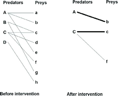 2 Hypothetical Example Of Trophic Structure Before And After Human