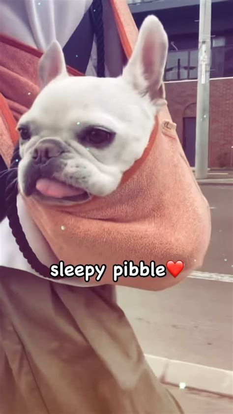 Wtf Pibble Oh Washington Youre So Beautiful ••• Washington Pibble Pibbles Wtfpibble