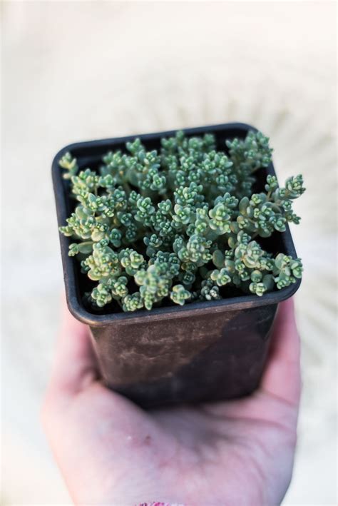 Sedum Dasyphyllum Minor Corsican Stonecrop Succulent Grown In The Uk L Mini Grey Succulent L