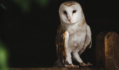 Striormes Owls Facts Distribution And Population Biodb