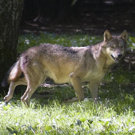 Bélgica Un Espacio Unico Flora Y Fauna