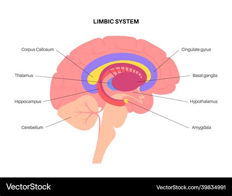 Limbic System Parts