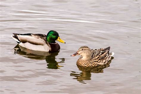 How Do Ducks Mate Duck Mating Season Habits And Behavior