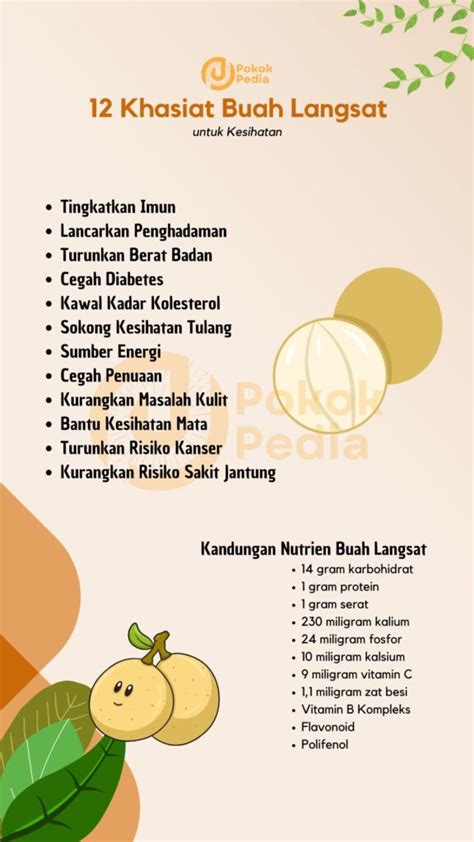 √ 11 Khasiat Buah Langsat Untuk Kesihatan Botaniku