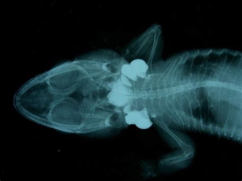 Endolymphatic Calcium Stores 02 Dv Radiograph Lizard In Reptiles Vetlexicon