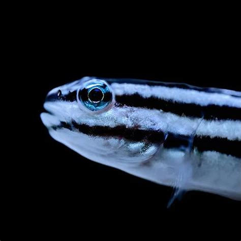 Biota Captive Bred Links Sleeper Goby Barrier Reef Aquariums