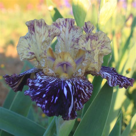 Gnu Flash Iris Bertrand