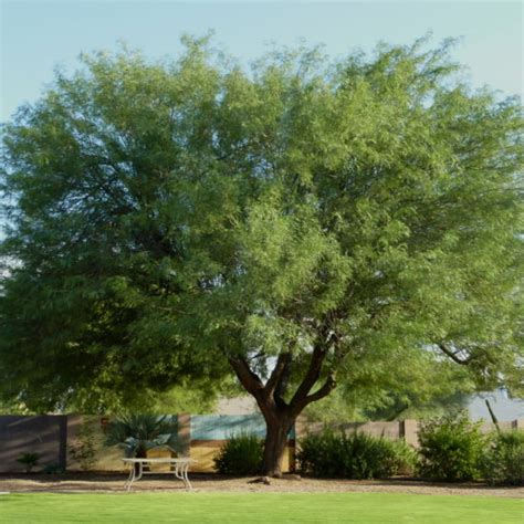 Desert Trees Harlow Gardens