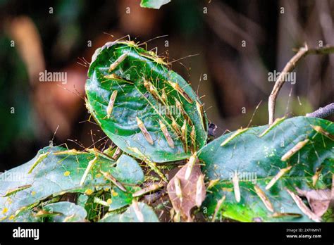 Leptocorisa Oratorius Walang Sangit Leptocorisa Bengalensis Leptocorisa Maculiventris