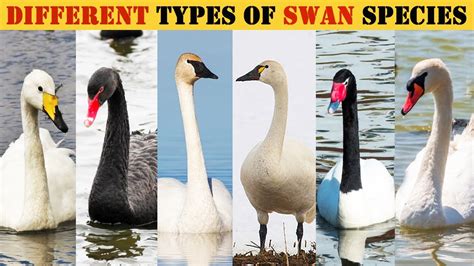 Types Of Swan Uk