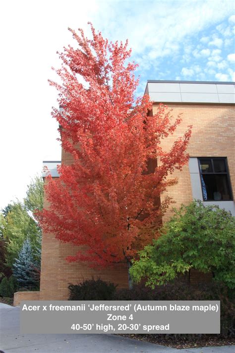 Autumn Blaze Maple Vibrant Fall Colors