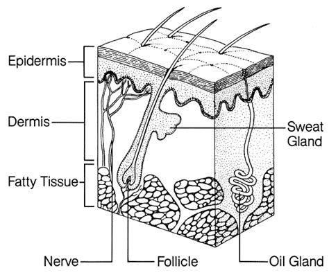 Skin System Diagram Integumentary System Anatomy And Physiology Human Anatomy And Physiology
