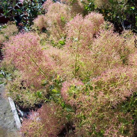 Young Lady Smoke Bush Plants Urban Jungle Garden Centres