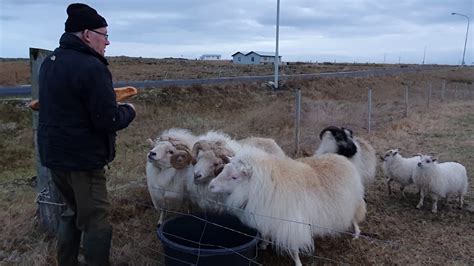 아이슬란드 여행 8 아이슬란드 양 Youtube