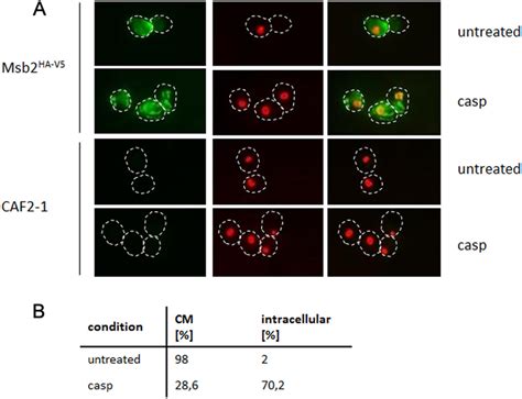 Cellular Localization Of The Msb2 Cytoplasmic Tail A Fluorescence