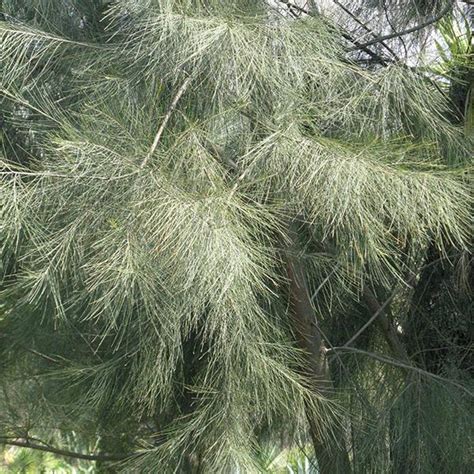 Buy Suru Tree Australian Pine 0 5 Kg Seeds Online From Nurserylive At Lowest Price