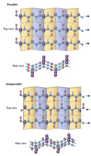Lecture 7 Protein Structure And Folding Flashcards Quizlet