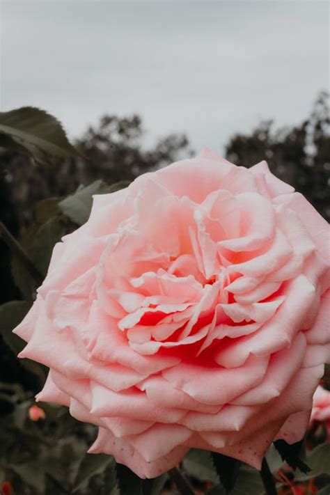 꽃 꽃 바탕화면 꽃 배경 꽃 벽지 꽃잎 분홍 장미 분홍색 수직 쐈어 식물군 장미 장미 바탕화면 장미 배경에 관한 무료 스톡 사진