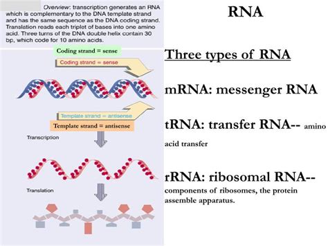 Ppt Rna Powerpoint Presentation Free Download Id 1732329