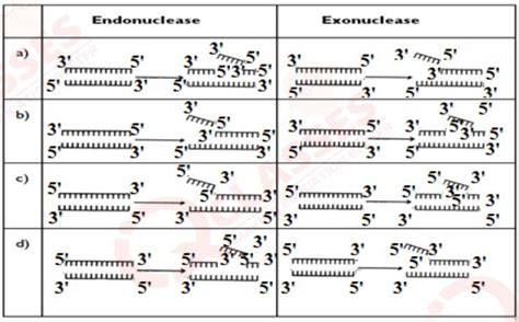 Identify The Activity Of Endonuclease And Exonuclease In The Given Image