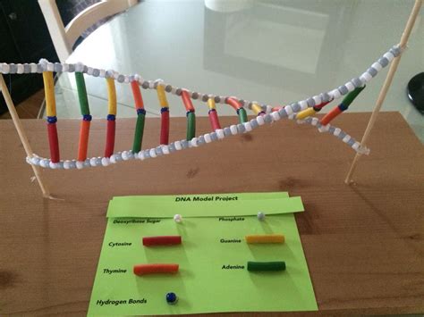 Dna Structure Model Project