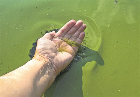 Cyanobacteria Algae