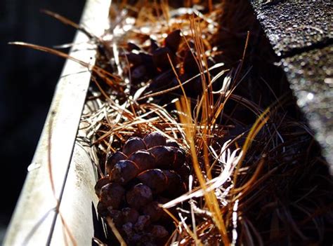 Gutter Helmet Vs Leaffilter Which Gutter Guard Is Best For Colorado Homes