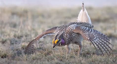 Sharp Tailed Grouse Dancing In The North Dakota Outdoors