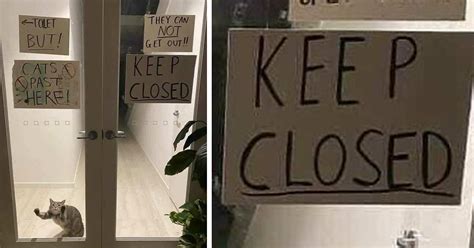 50 Hands Down Funniest Pics Of Cats From The ‘cat Virusexe Instagram