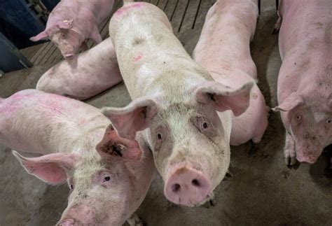 Us Livestock Hogs Rally Ahead Of Usda Report The Western Producer
