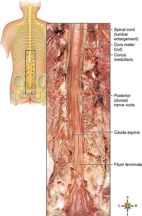 Central Nervous System Basicmedical Key