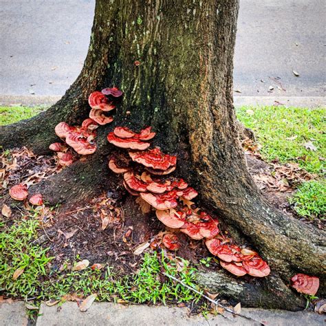 Identifying Indicators Of Tree Failure Excel Tree Care Blog