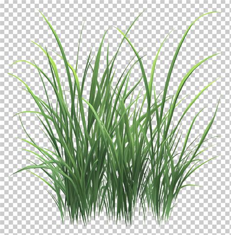 Grass Animated Green Grass Illustration Png Clipart Fresh Garden