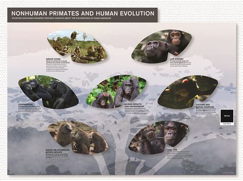 Nonhuman Primate Display Institute Of Human Origins